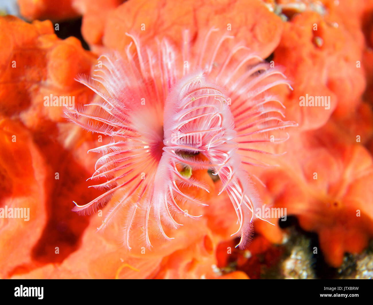 Serpula roja hi-res stock photography and images - Alamy
