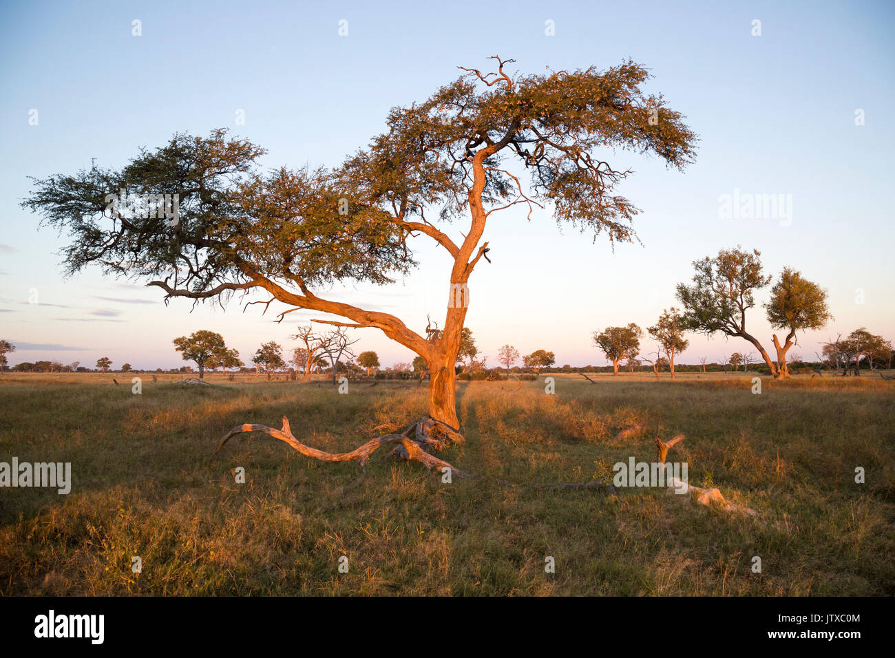 Camelthorn tree (Acacia erioloba) in warm lighting on a large grassland ...