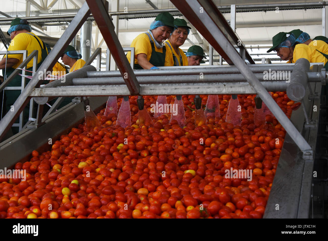 Tomato Factory High Resolution Stock Photography and Images - Alamy