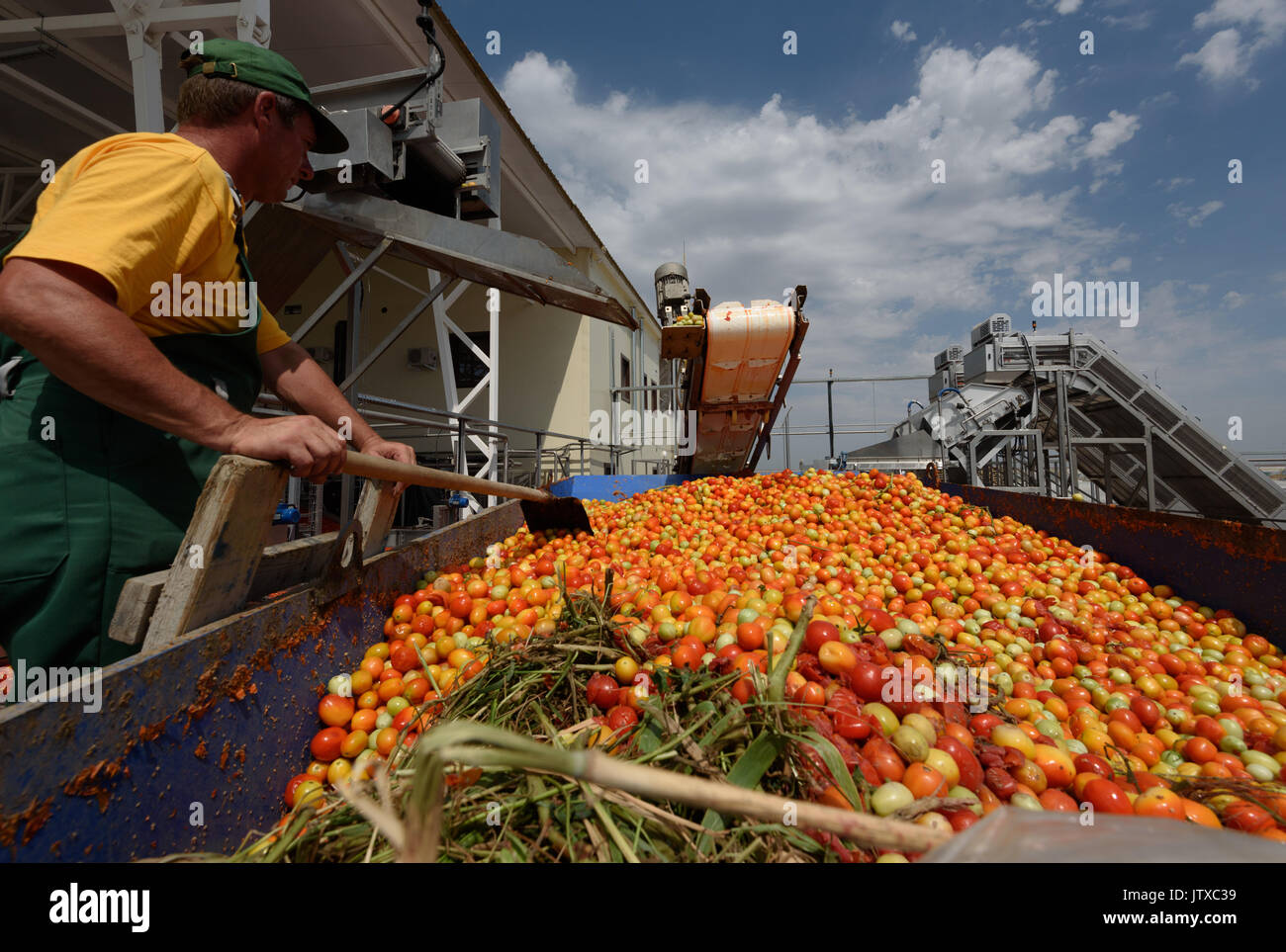 Tomato Factory High Resolution Stock Photography and Images - Alamy