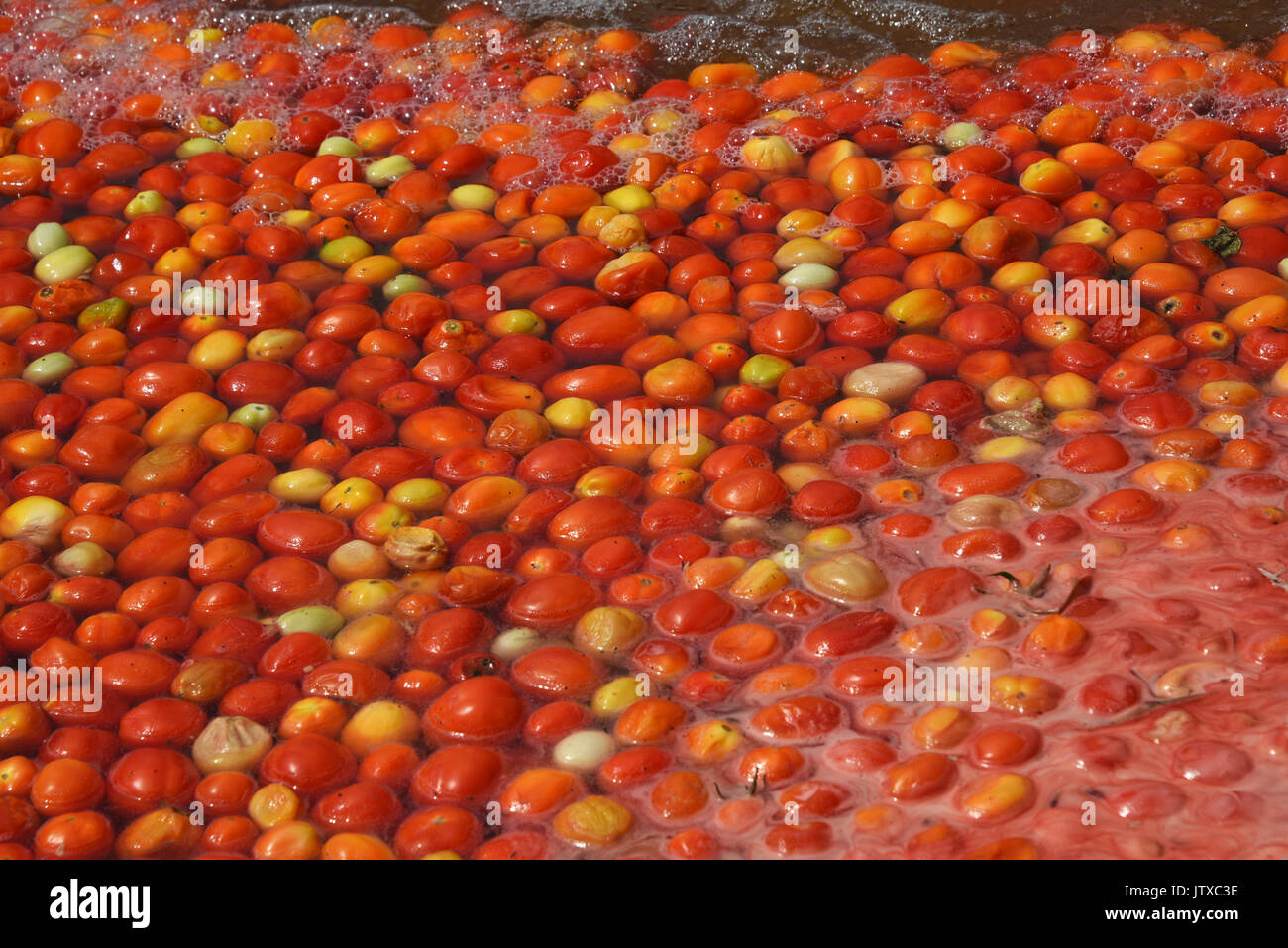 Tomatoes sauce factory hi-res stock photography and images - Alamy