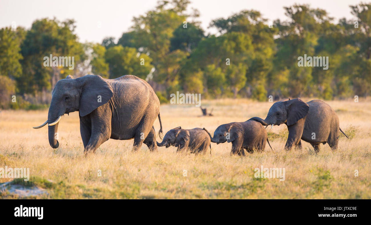 Elephants walking line hi-res stock photography and images - Alamy
