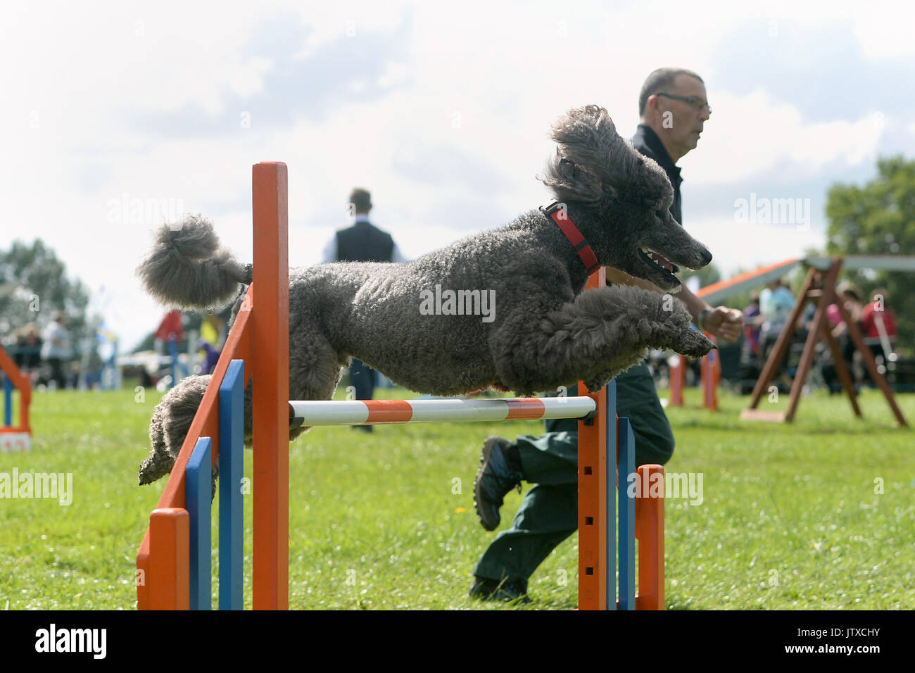 A poodle competes in the Kennel Club International Agility Festival at ...