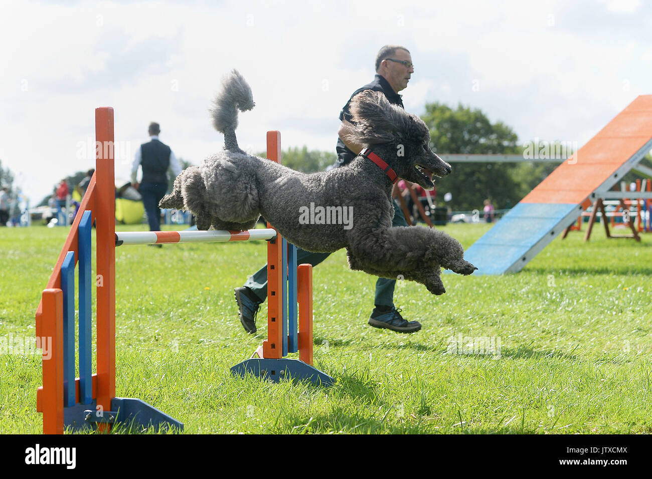 A poodle competes in the Kennel Club International Agility Festival at ...