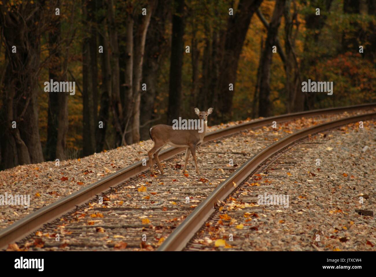 Small red deer hi-res stock photography and images - Alamy