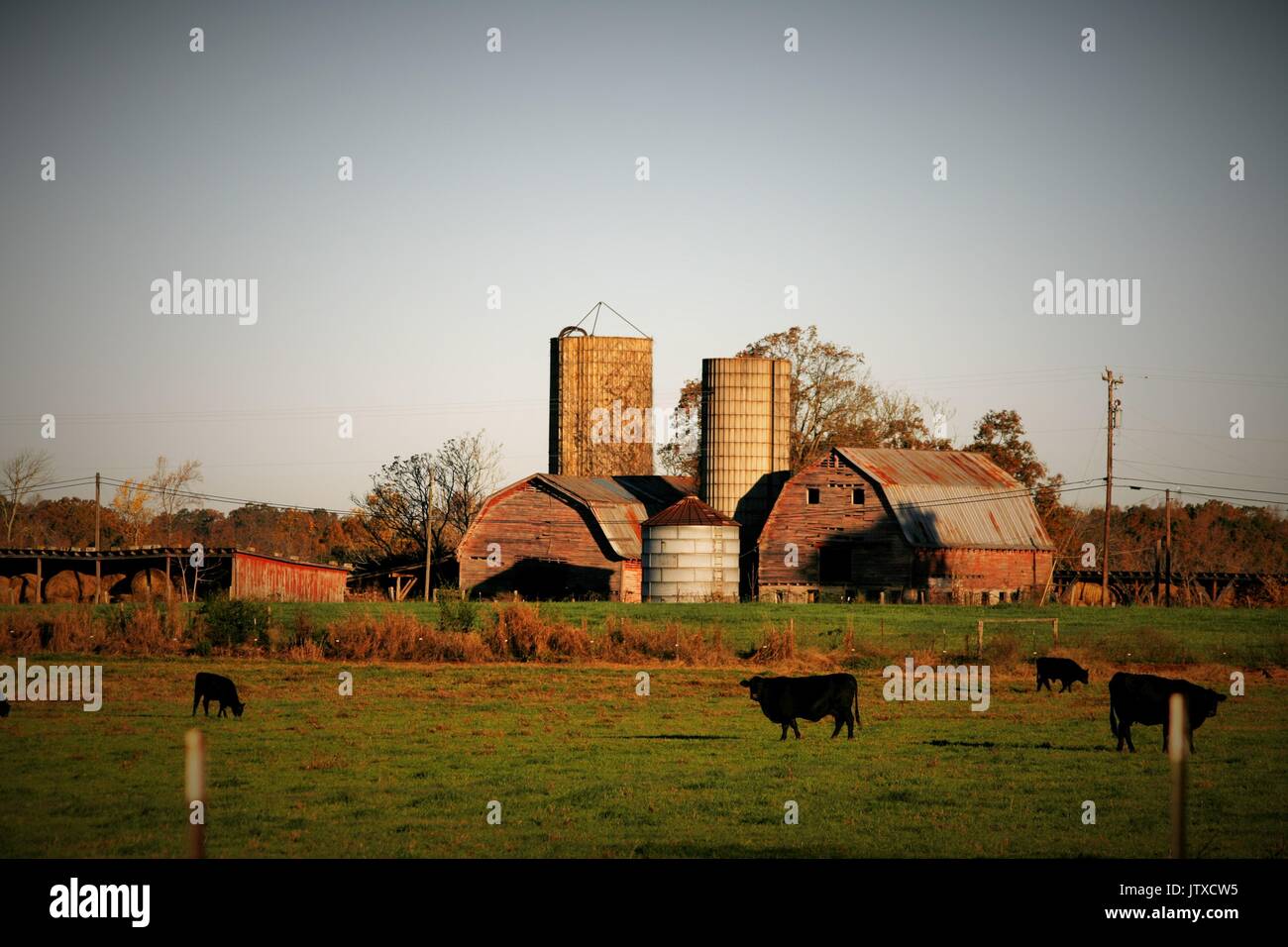 A Cow's Barn Stock Photo - Alamy