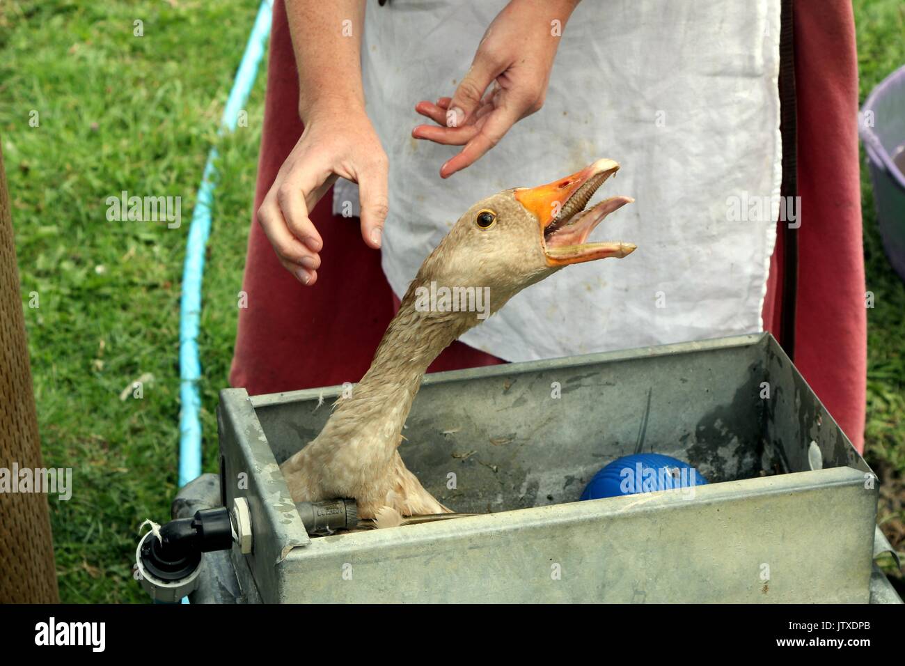 A woman tries to free a goose trapped in a water trough at Mary Arden's ...