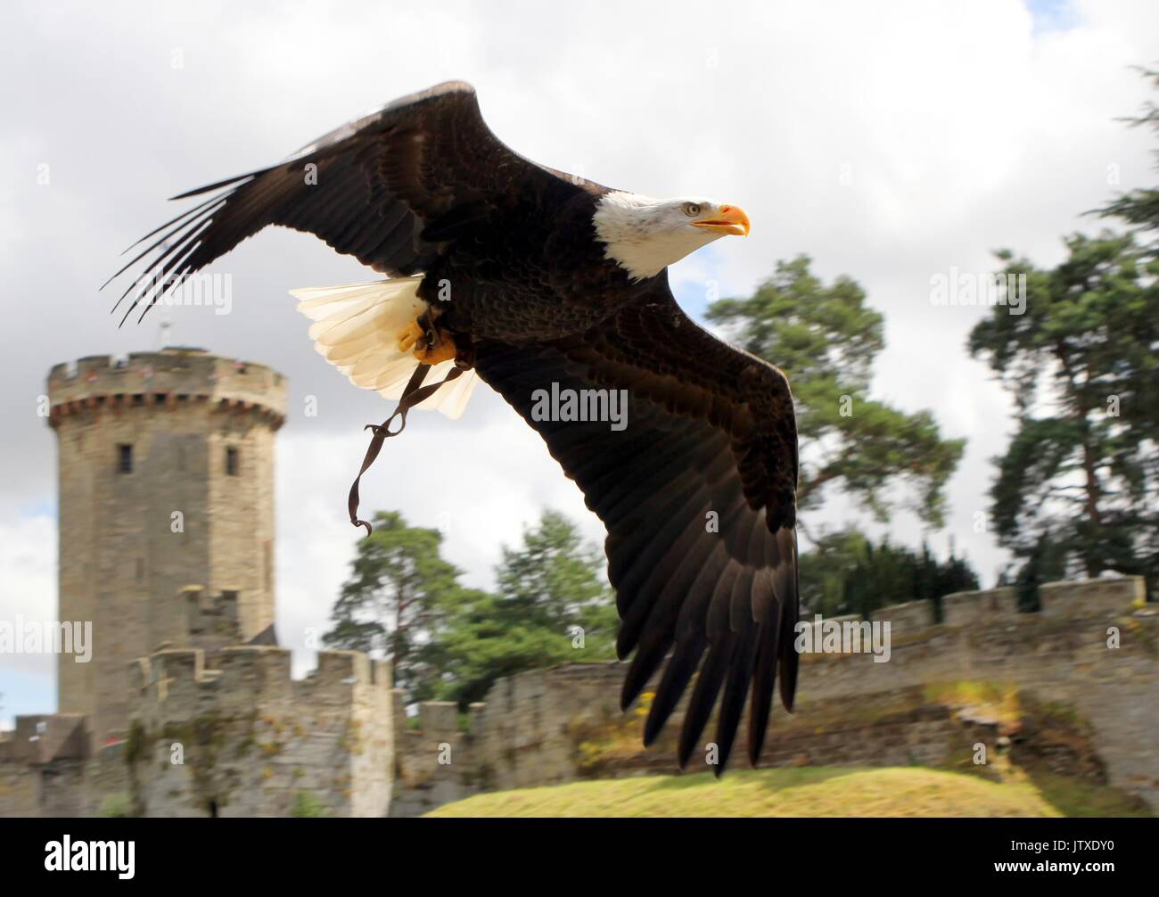A Bald Eagle performing in a falconry display at Warwick Castle Stock ...