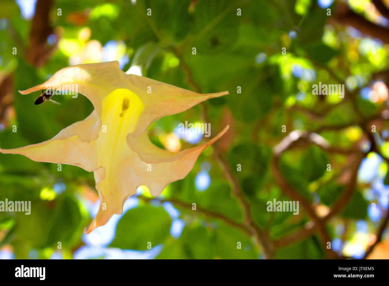 Datura stramonium. Tropical tree with flowers. Mediterranean plant ...