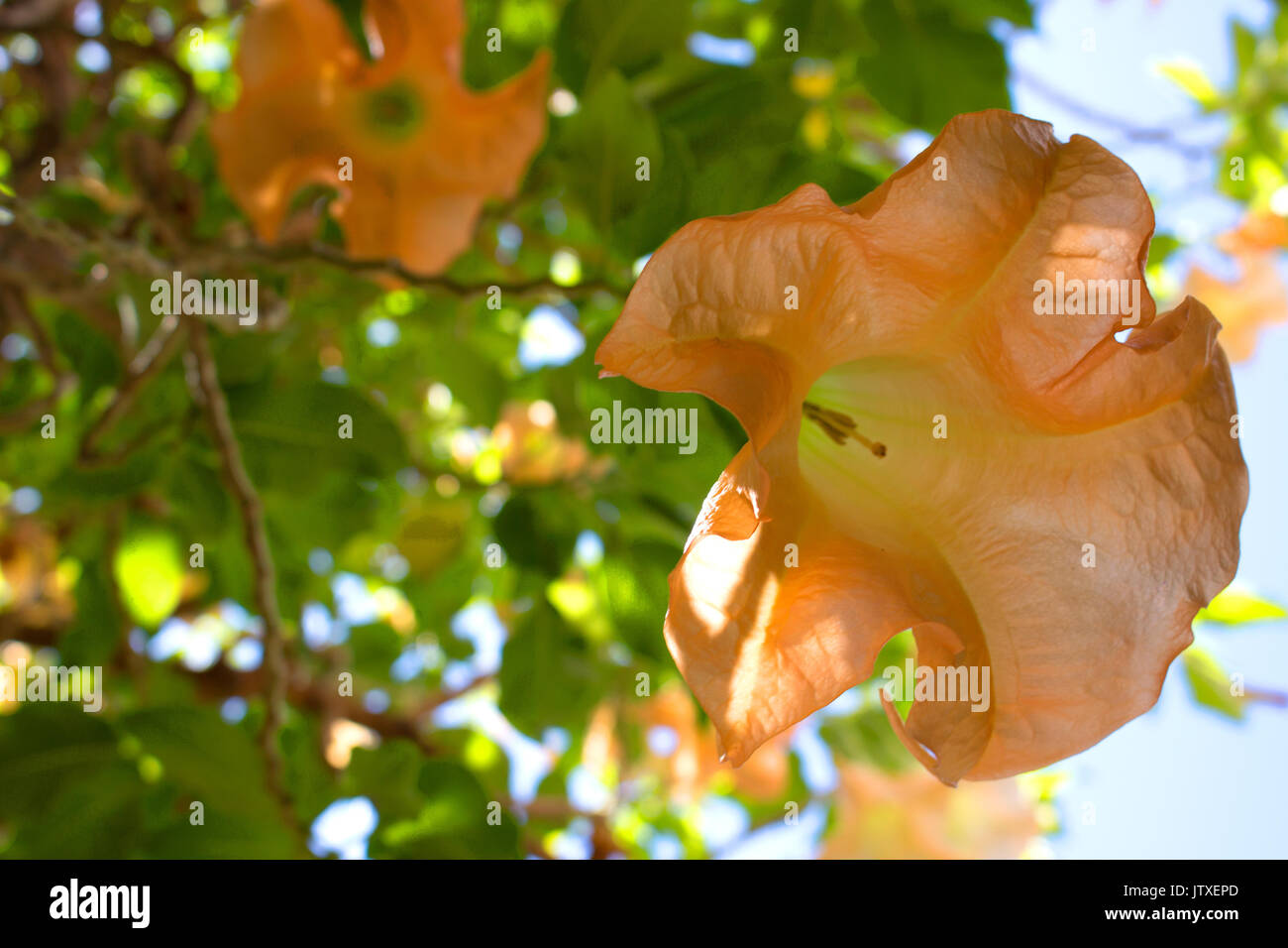 Datura stramonium. Tropical tree with flowers. Mediterranean plant ...