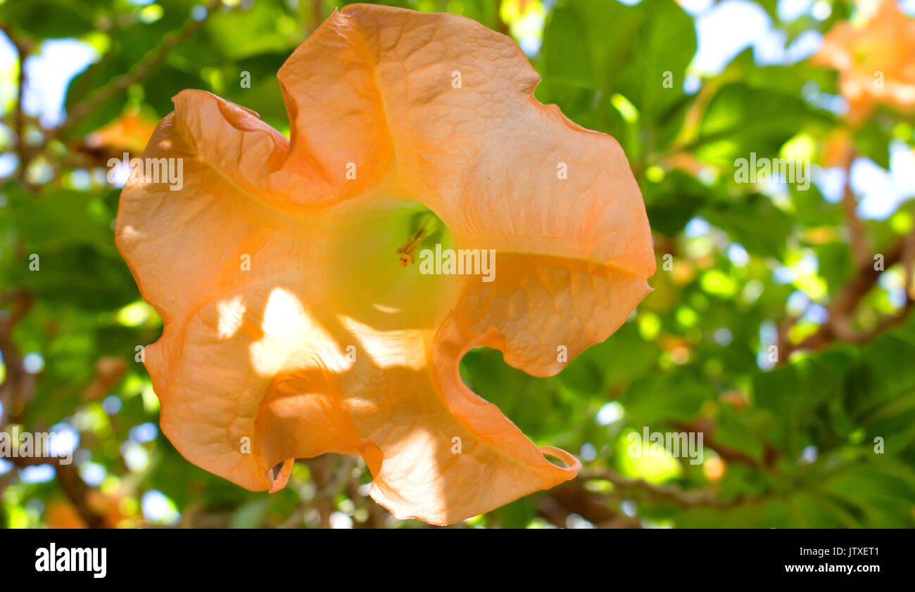 Datura stramonium. Tropical tree with flowers. Mediterranean plant ...