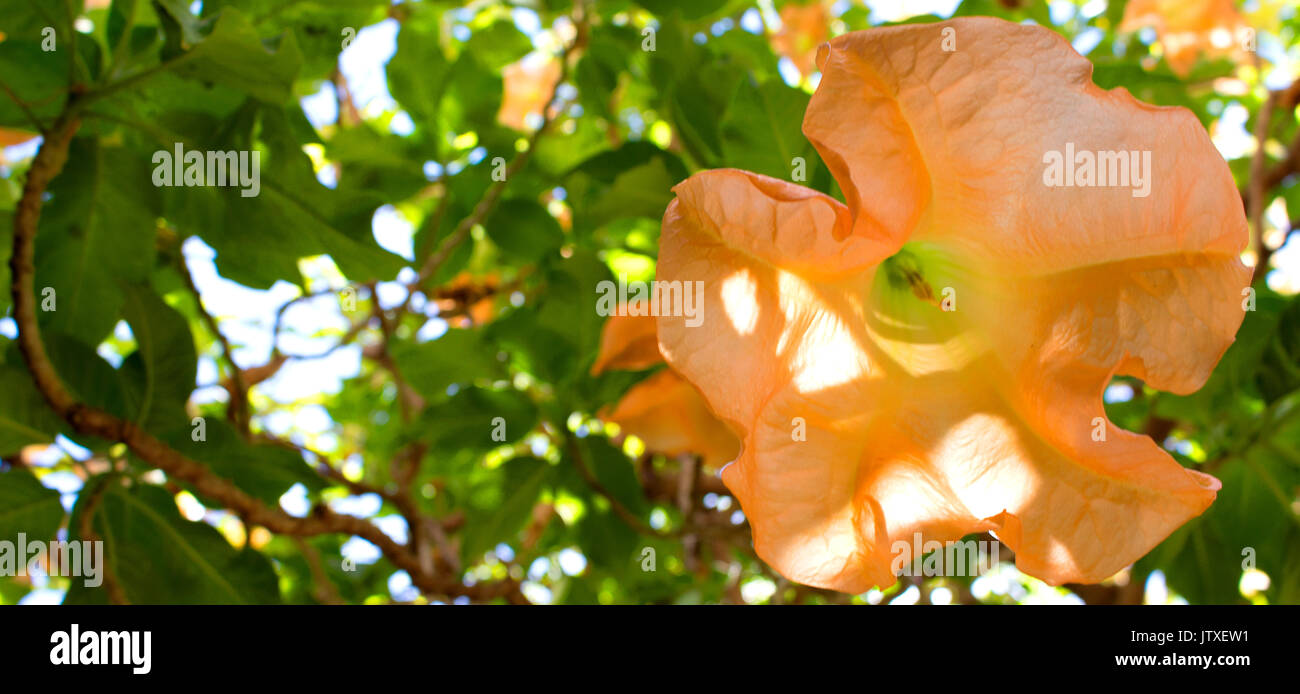 Datura stramonium. Tropical tree with flowers. Mediterranean plant ...