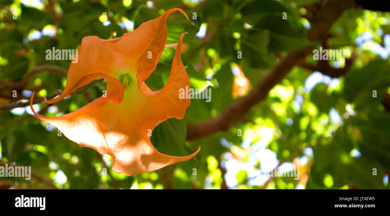 Datura stramonium. Tropical tree with flowers. Mediterranean plant ...