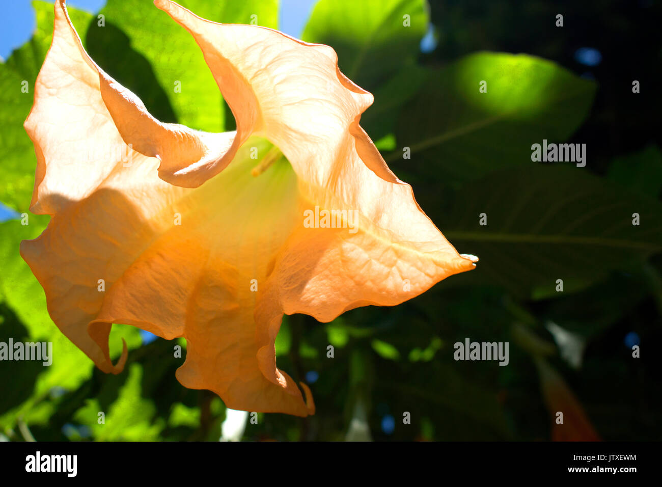 Datura stramonium. Tropical tree with flowers. Mediterranean plant ...