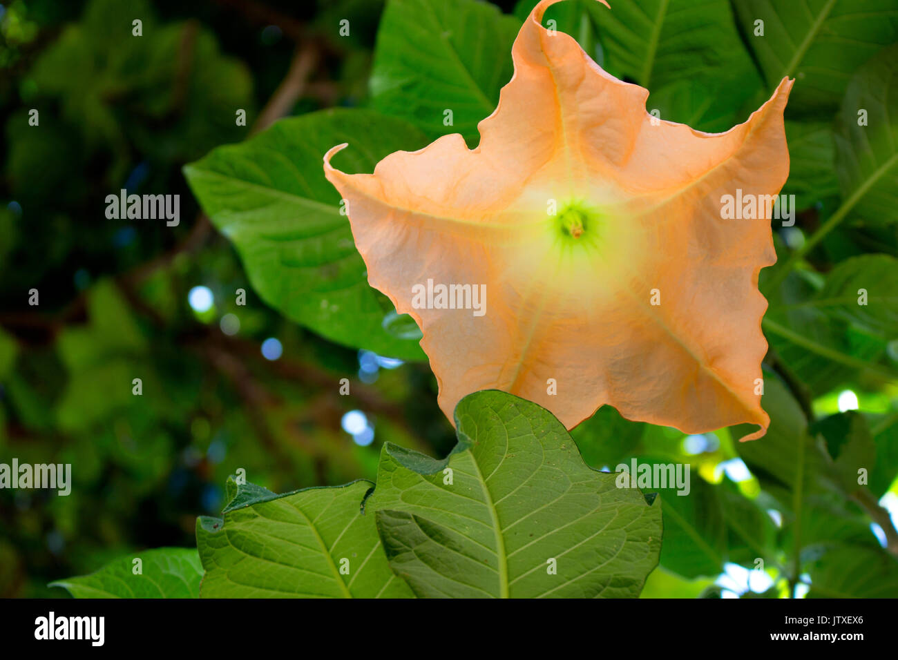 Datura stramonium. Tropical tree with flowers. Mediterranean plant ...