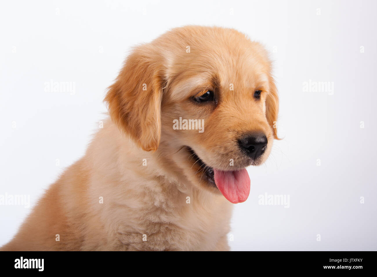 Close-up of cute Golden Retriever Puppy Stock Photo - Alamy
