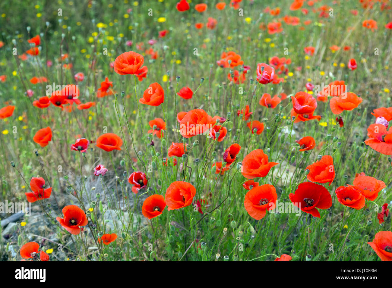 Field of wild red poppy in spring Stock Photo - Alamy