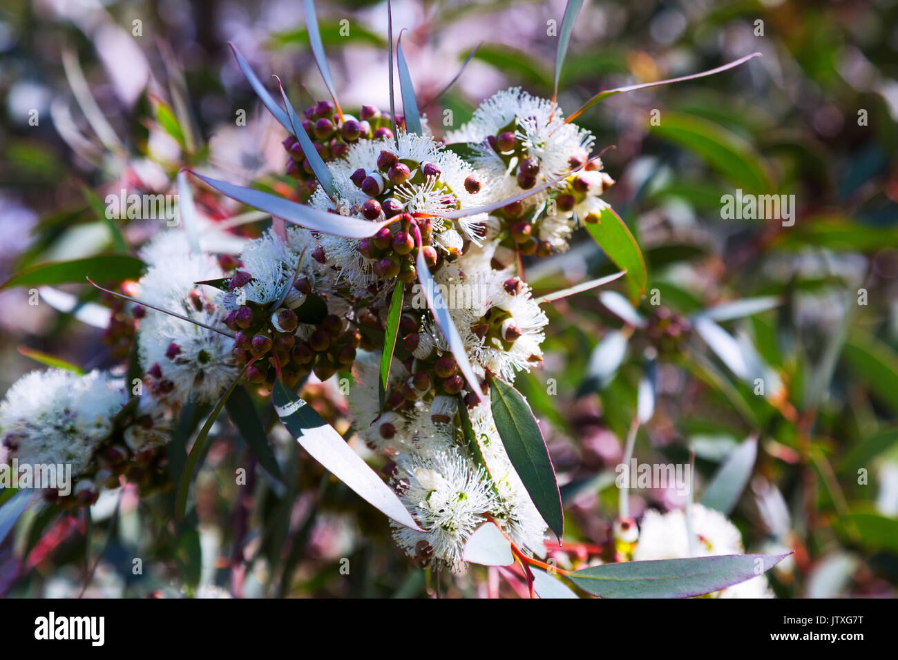 soap mallee leaves (Eucalyptus diversifolia) with flowers Stock Photo ...