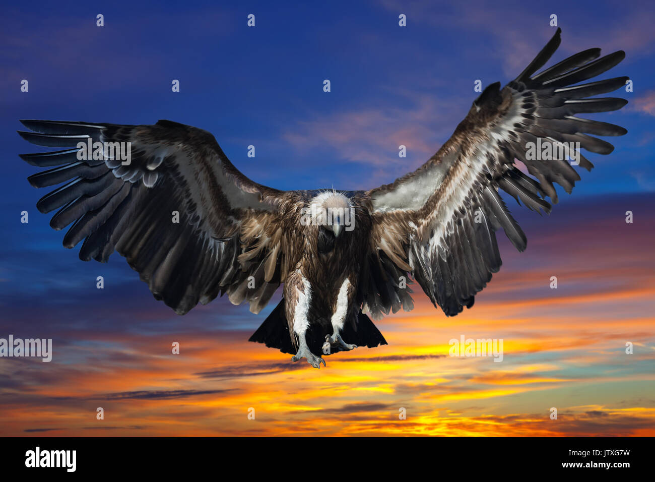 Real Griffins Flying