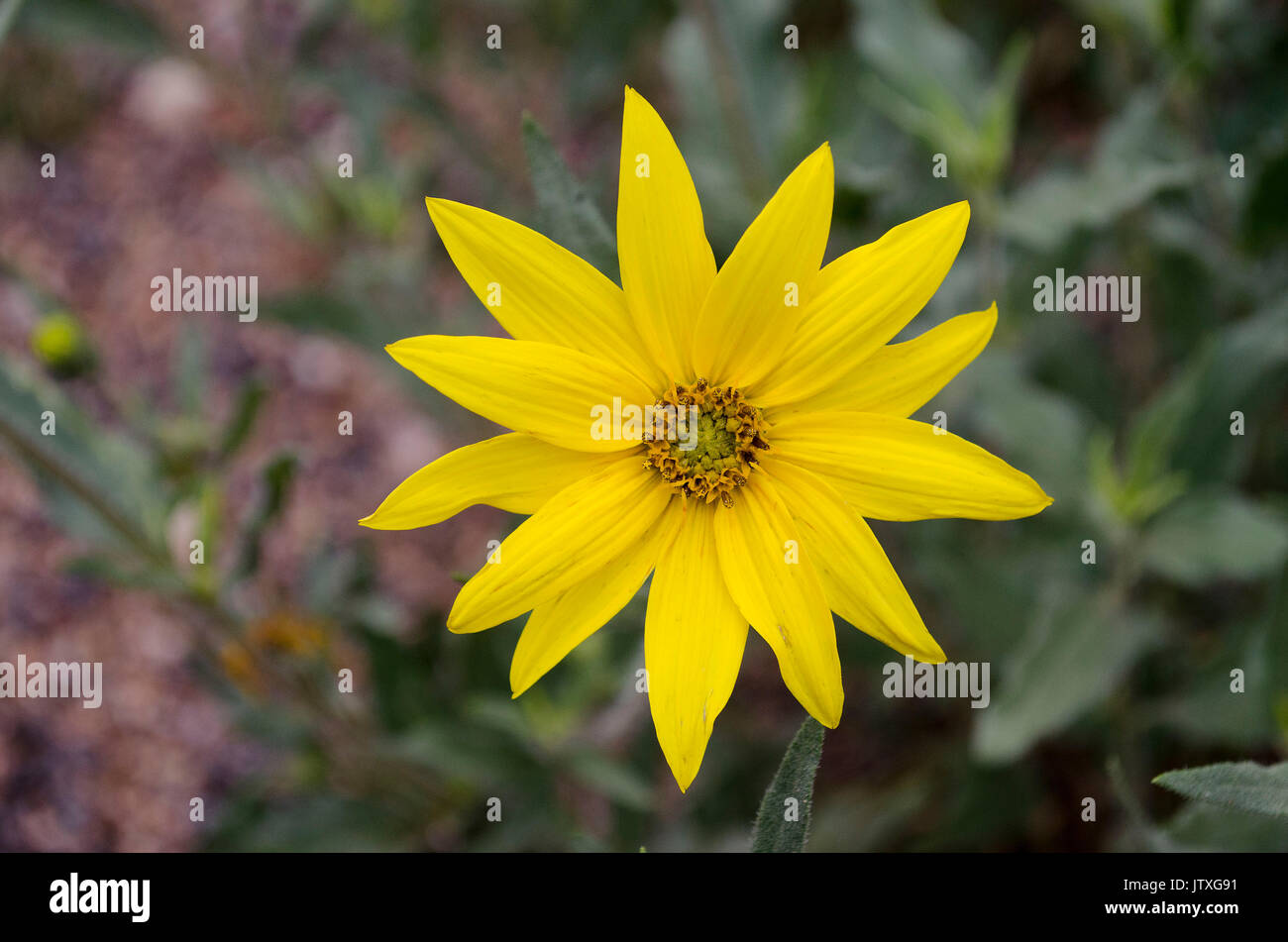 Natural grass field colorado hi-res stock photography and images - Alamy
