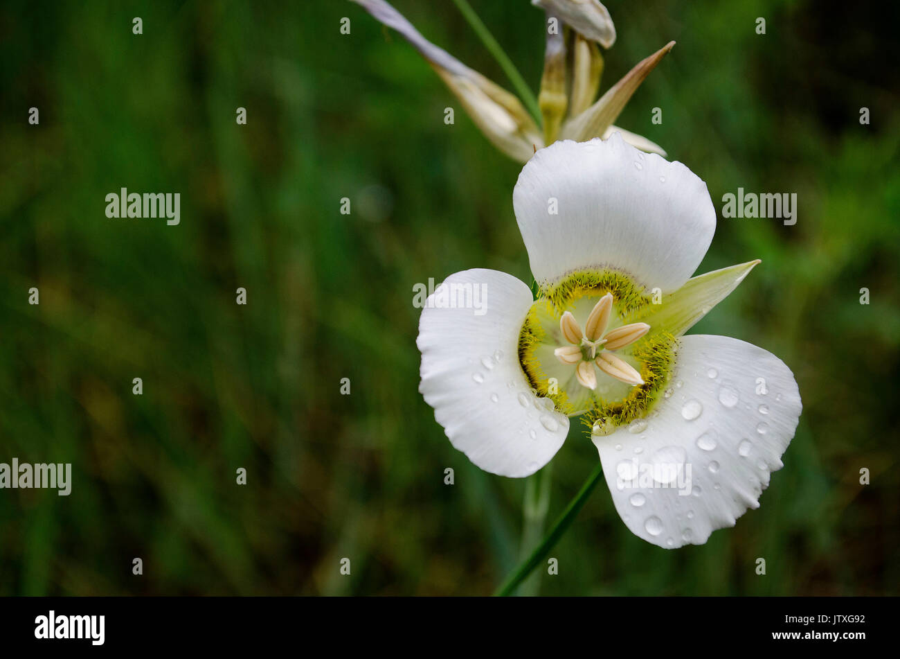 Nikond5100 hi-res stock photography and images - Alamy