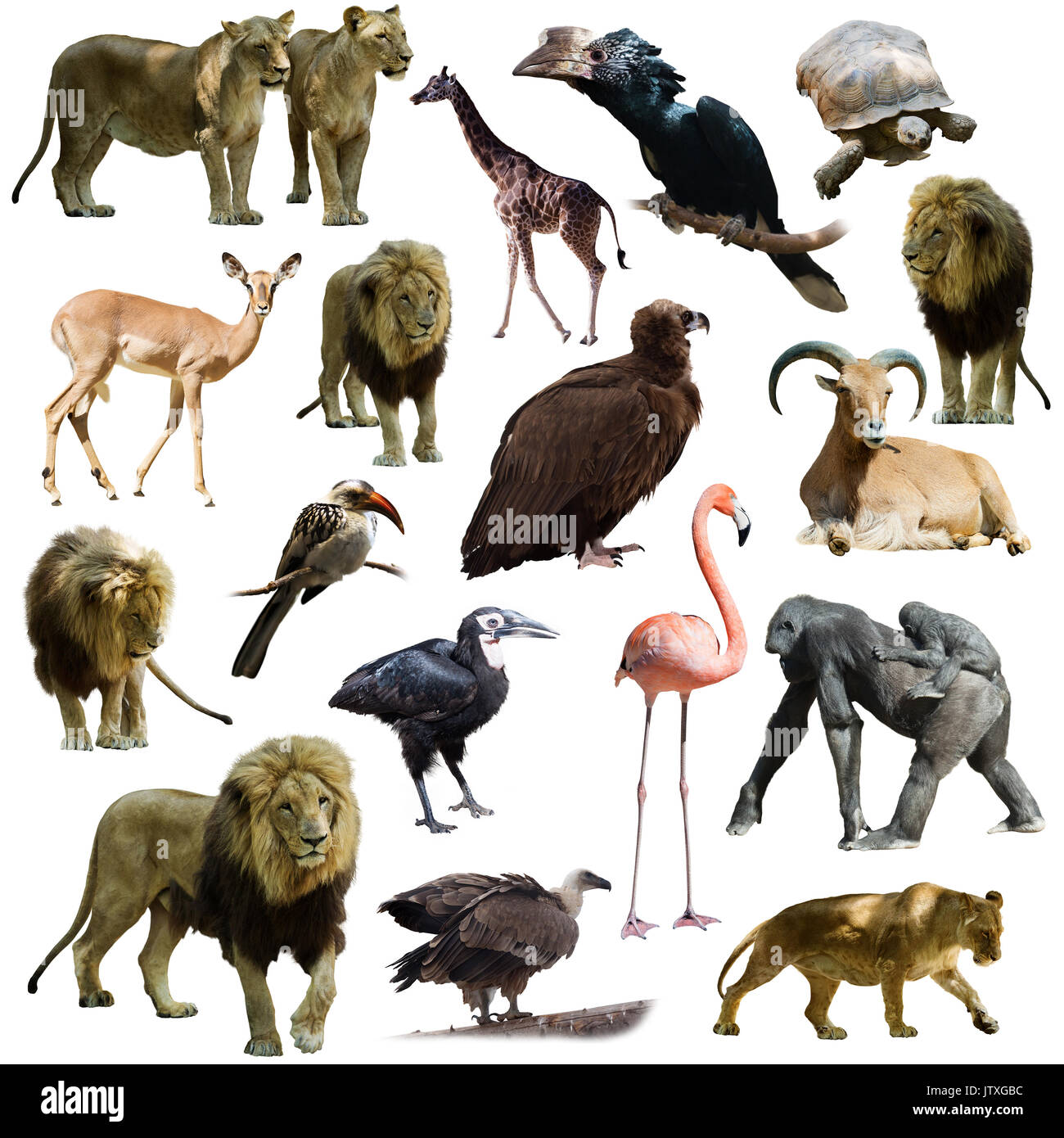 lions and other African animals. Isolated over white Stock Photo - Alamy