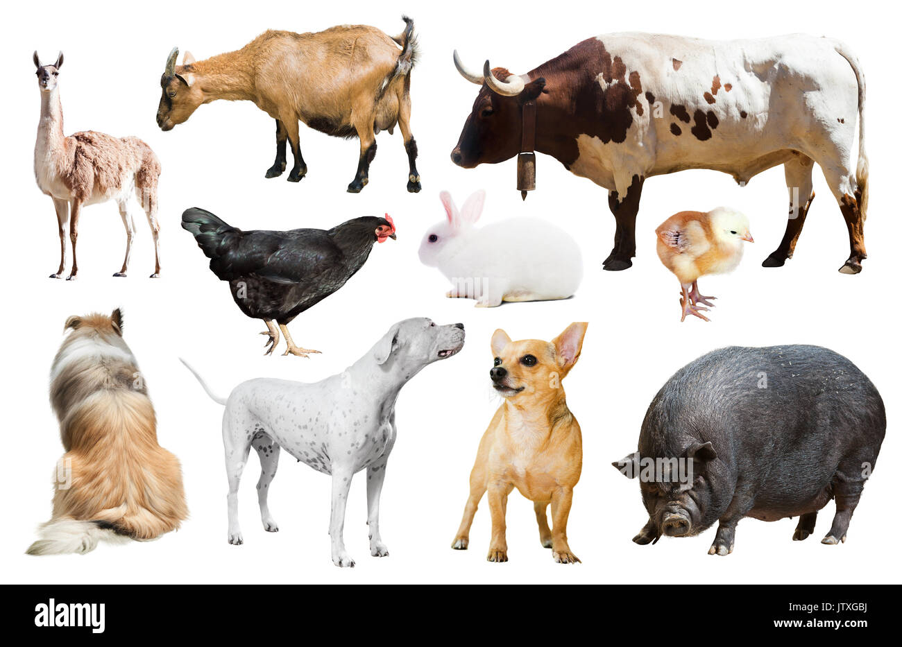 Set of dogs and other farm animals. Isolated Stock Photo - Alamy