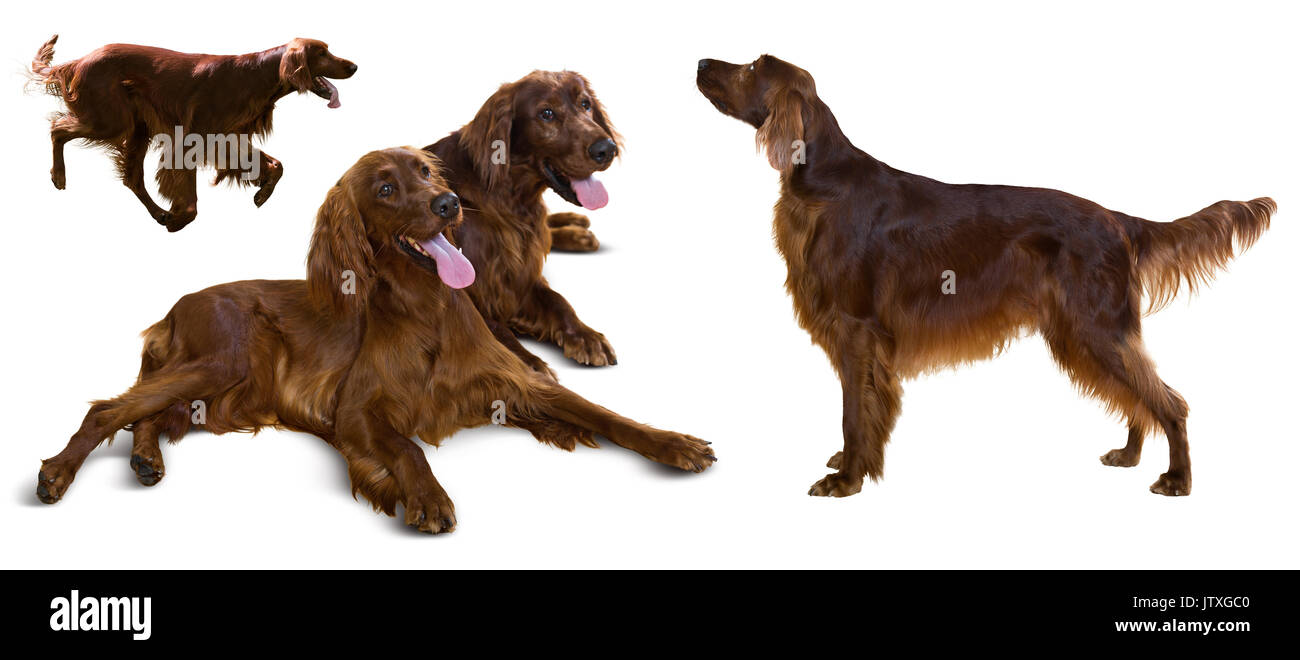 Red Irish Setters, isolated on white background Stock Photo - Alamy