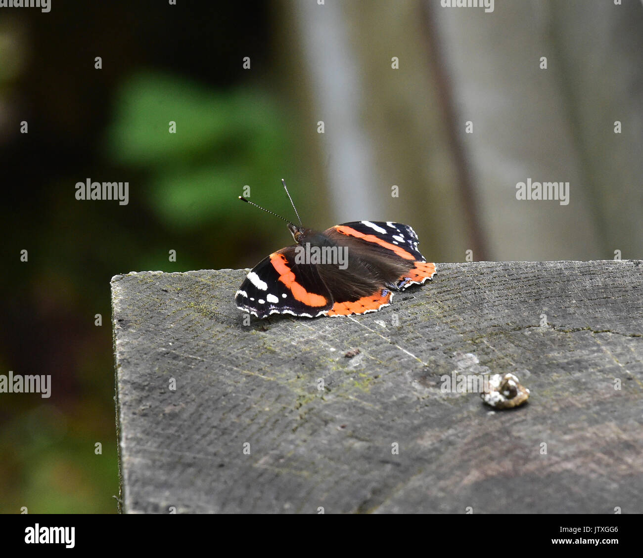 Red Admiral, butterfly, resting on the Armco, F3 500cc Racing Cars ...
