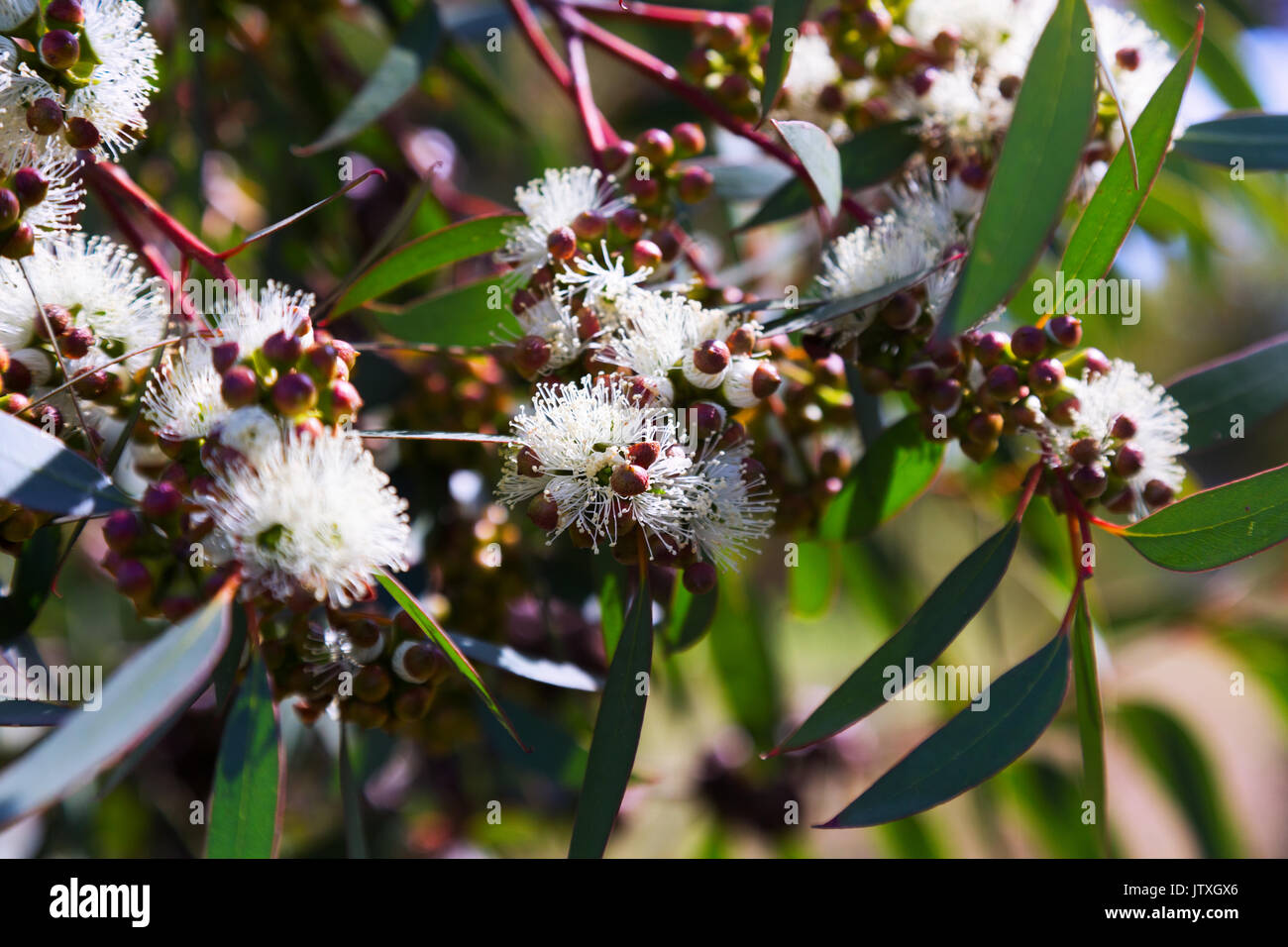 Closeup of soap mallee leaves (Eucalyptus diversifolia) plant with ...