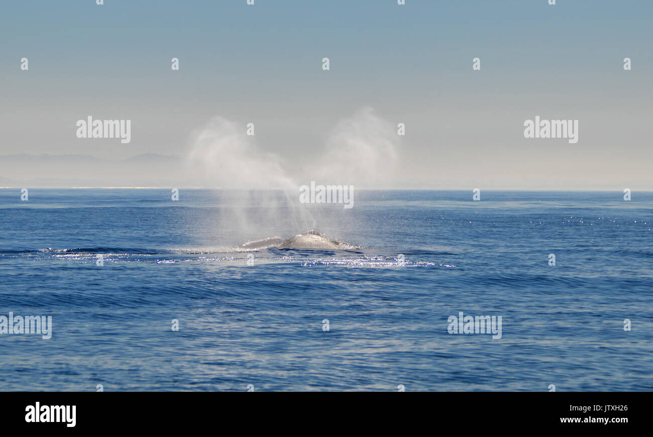 Whale spraying water hi-res stock photography and images - Alamy