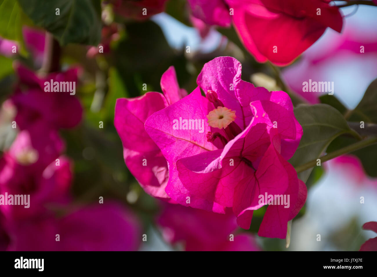Botanical close ups hi-res stock photography and images - Alamy