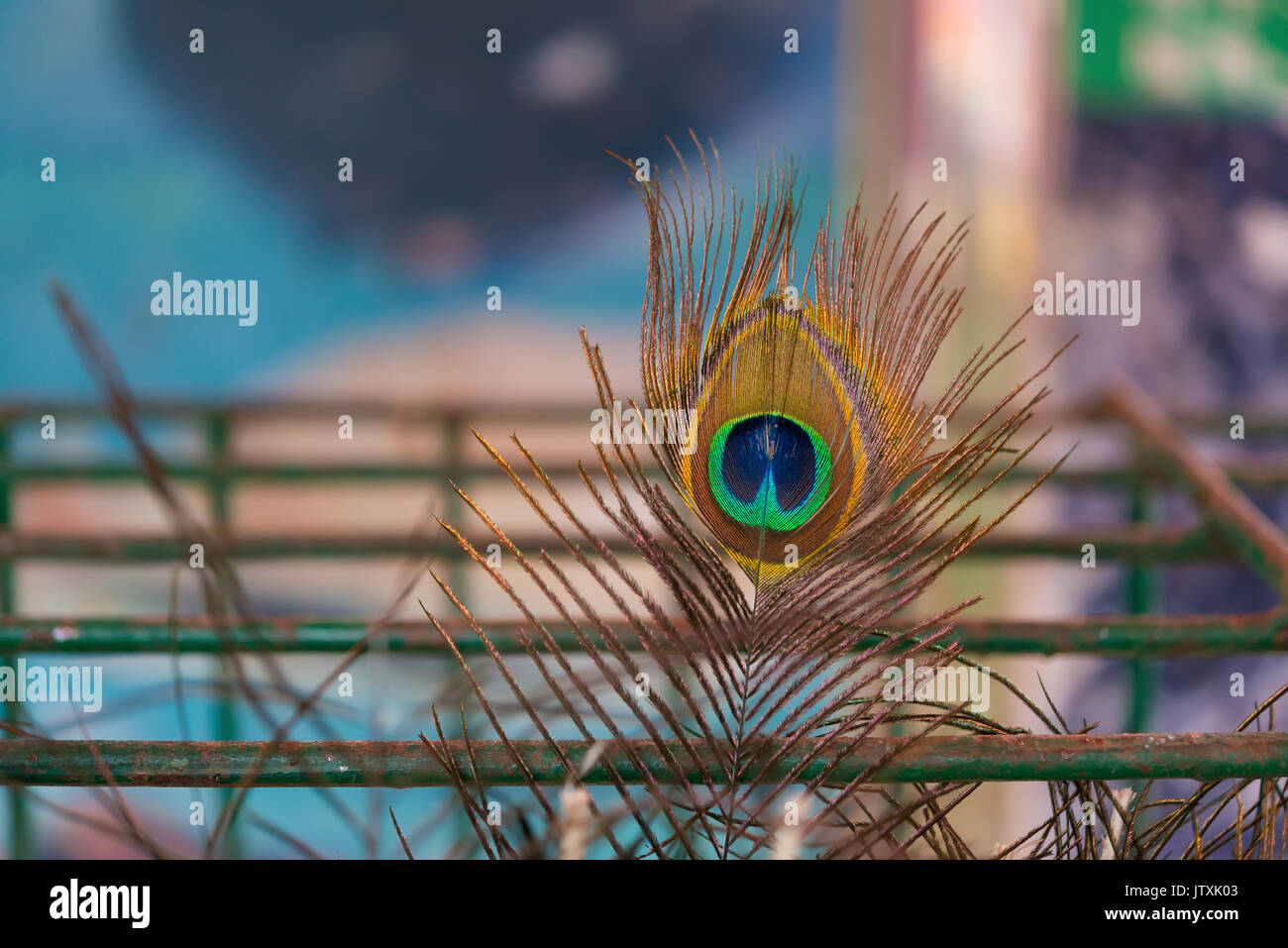male peacocks tail being locked by a steel cage concept of lonely and ...