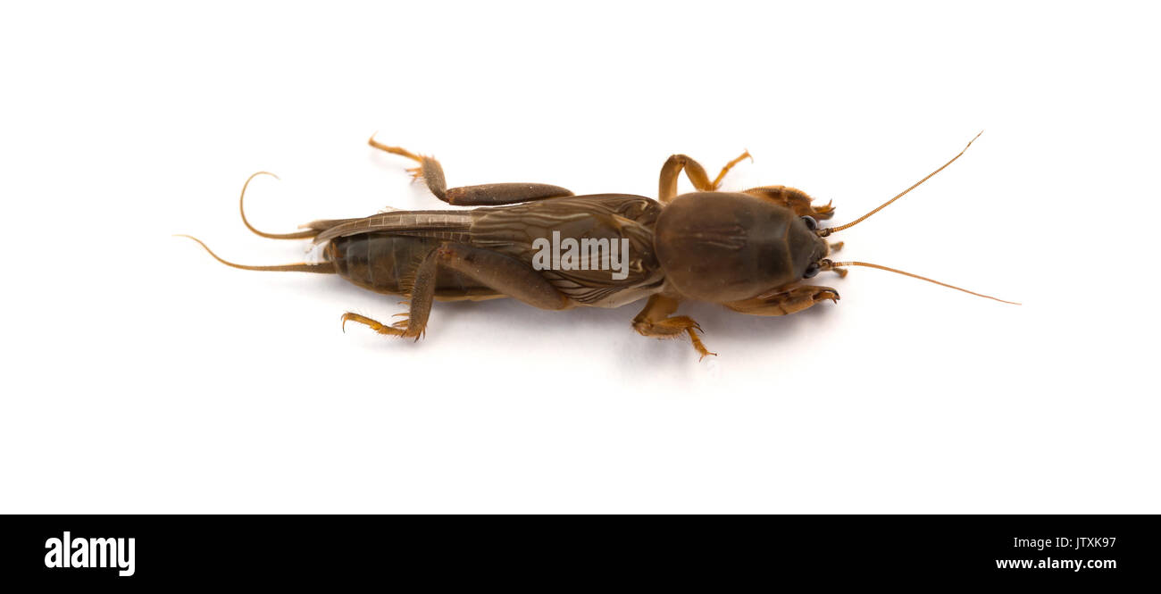 Cricket legs insect Cut Out Stock Images & Pictures - Alamy