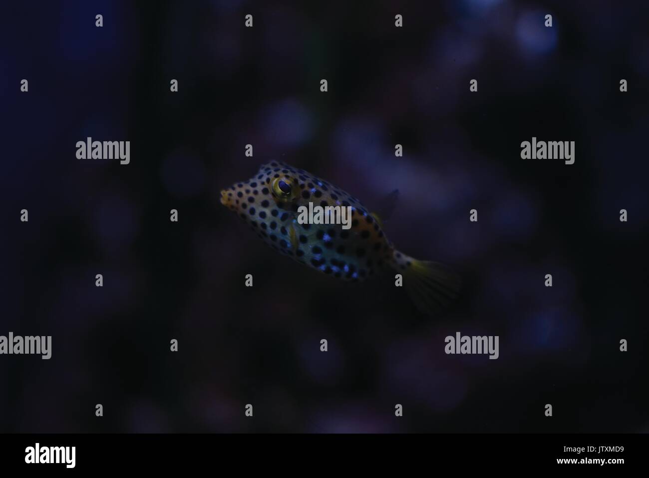 Spotted fish hi-res stock photography and images - Alamy