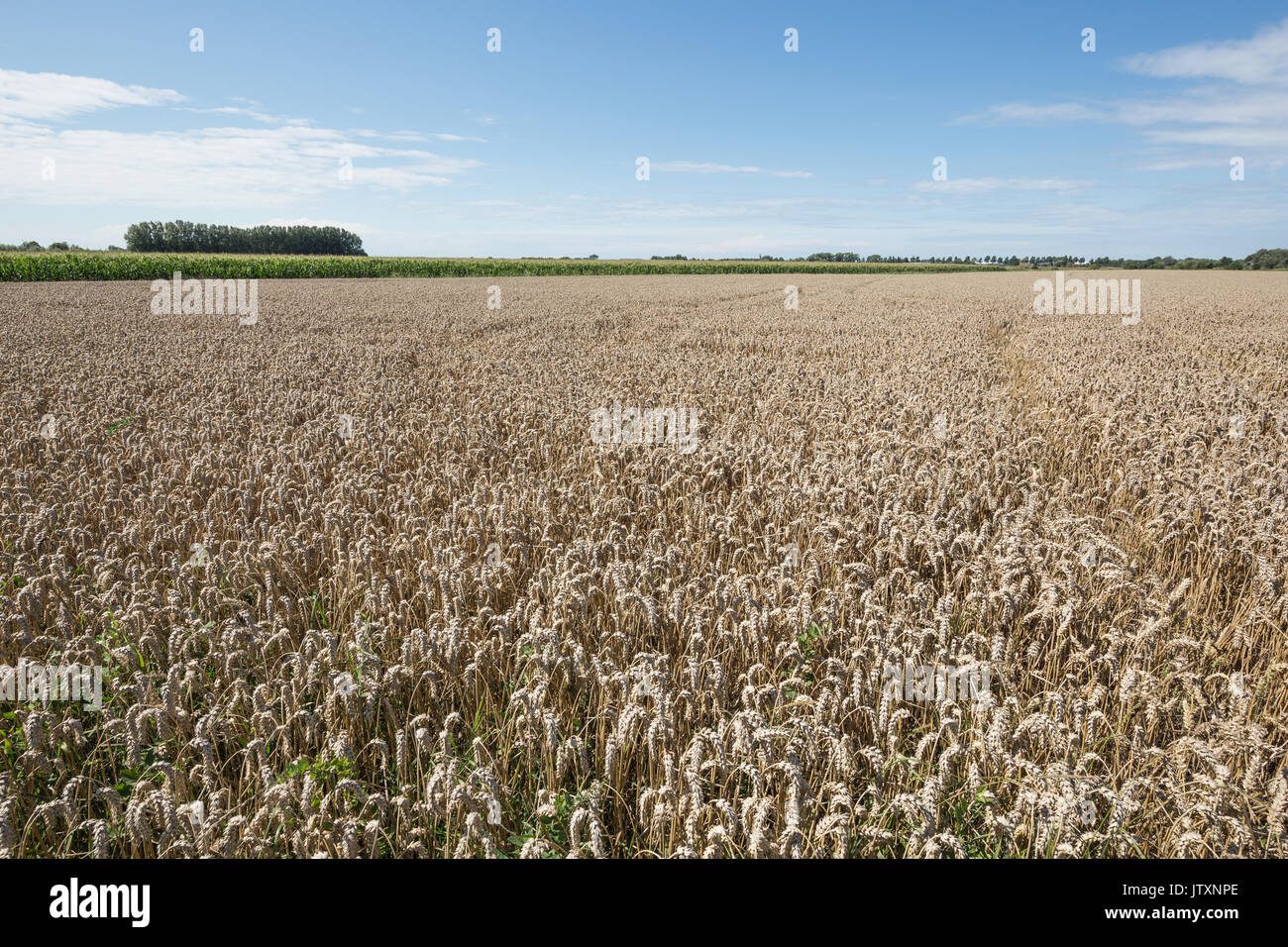 Polder flanders hi-res stock photography and images - Alamy