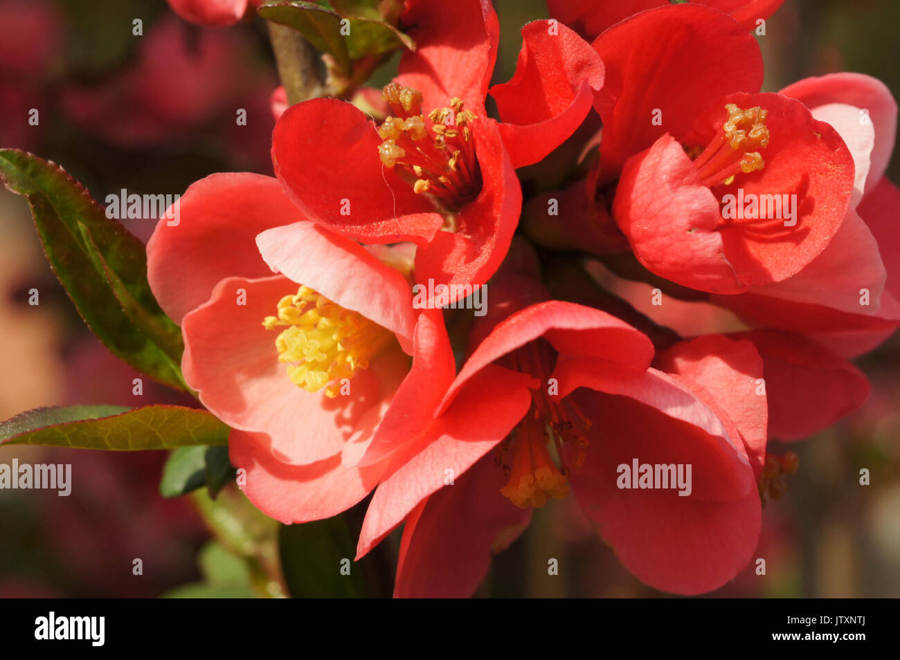 Japanese quince fruit hi-res stock photography and images - Alamy