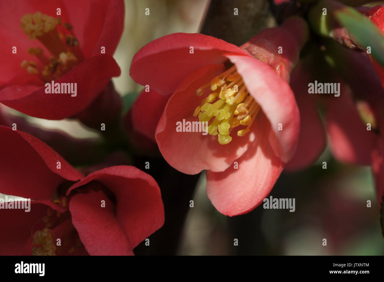 Japanese quince fruit hi-res stock photography and images - Alamy
