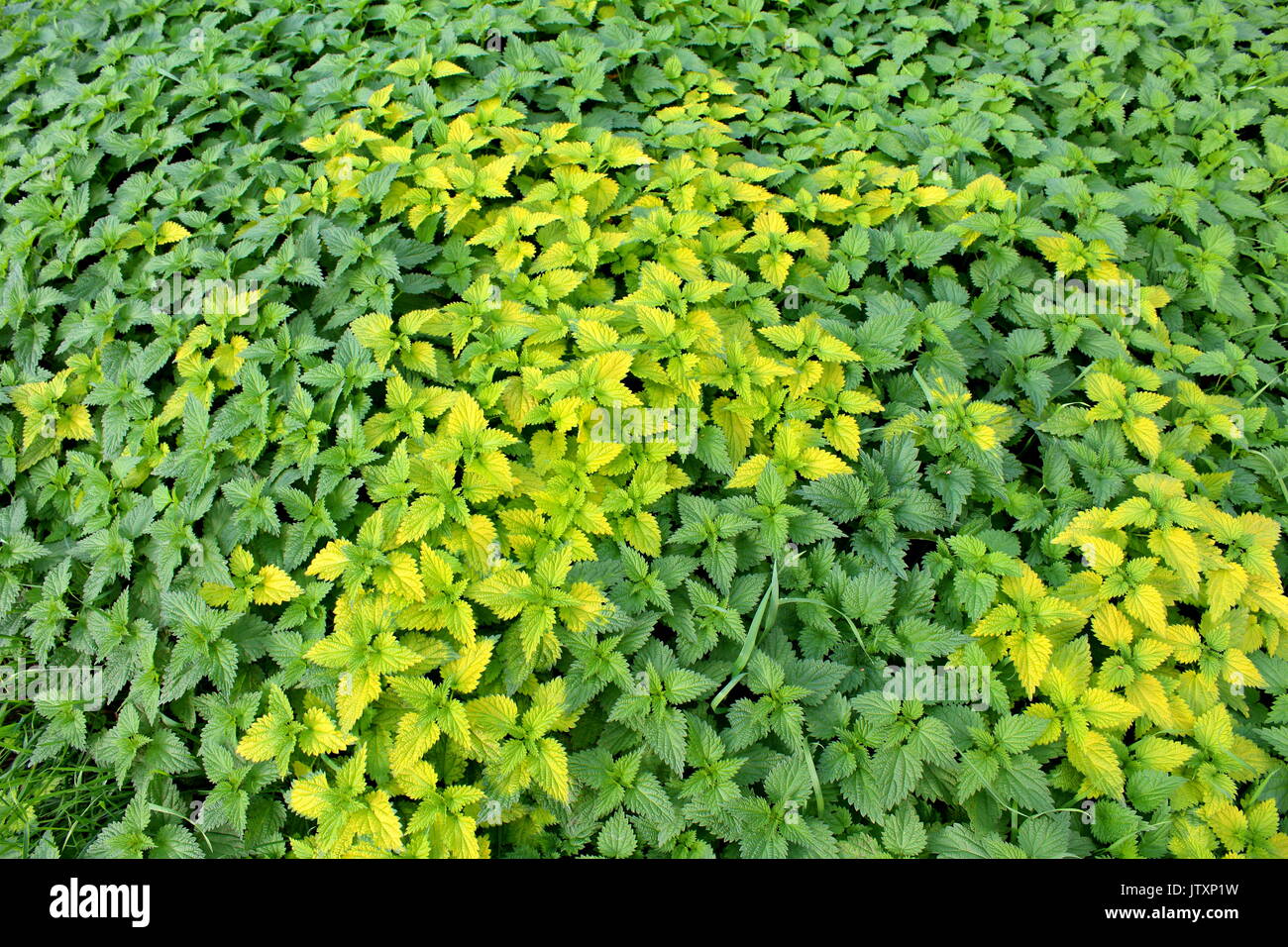 common nettle plant (Urtica dioica Stock Photo - Alamy