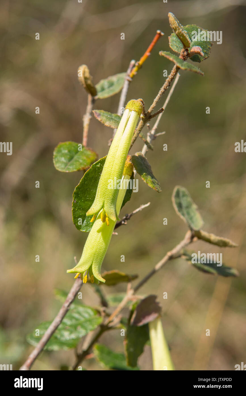 Correa reflexa, Cream Native Fuchsia at Ironbark Road Reserve, Diamond ...