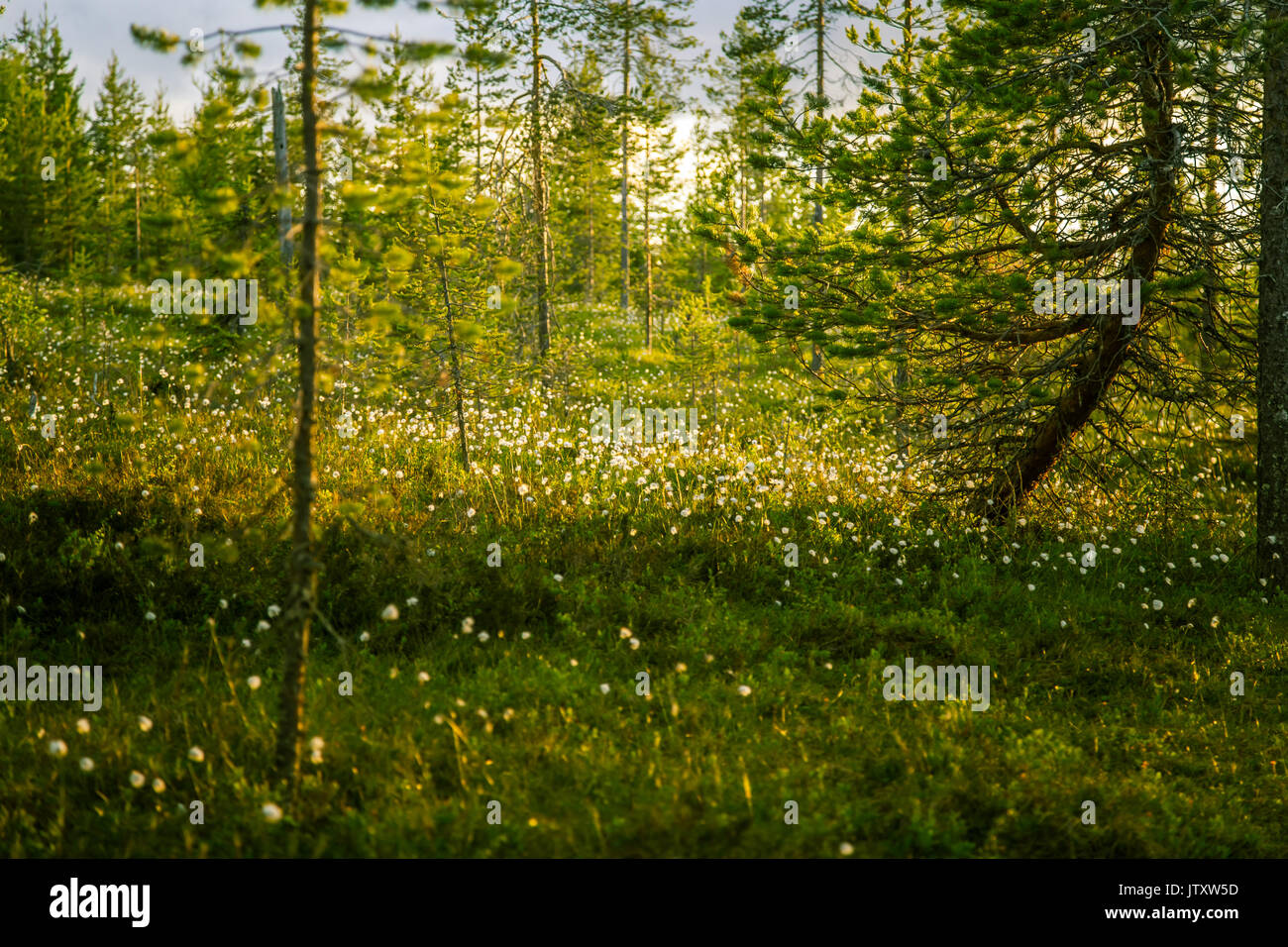 A beautiful bog landscape with cottongrass in sunset with a sun flare ...