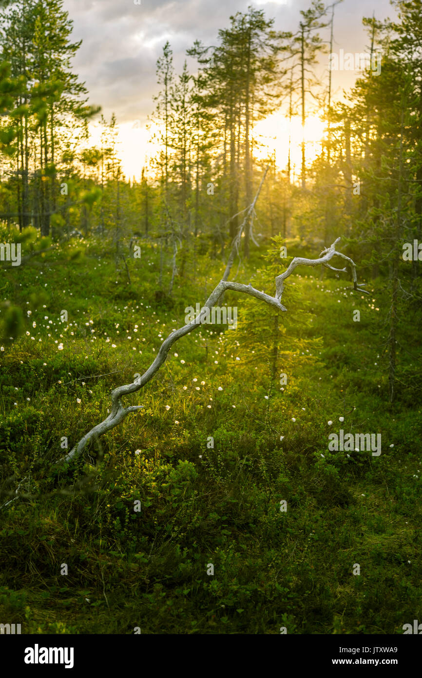 A beautiful bog landscape with cottongrass in sunset with a sun flare ...