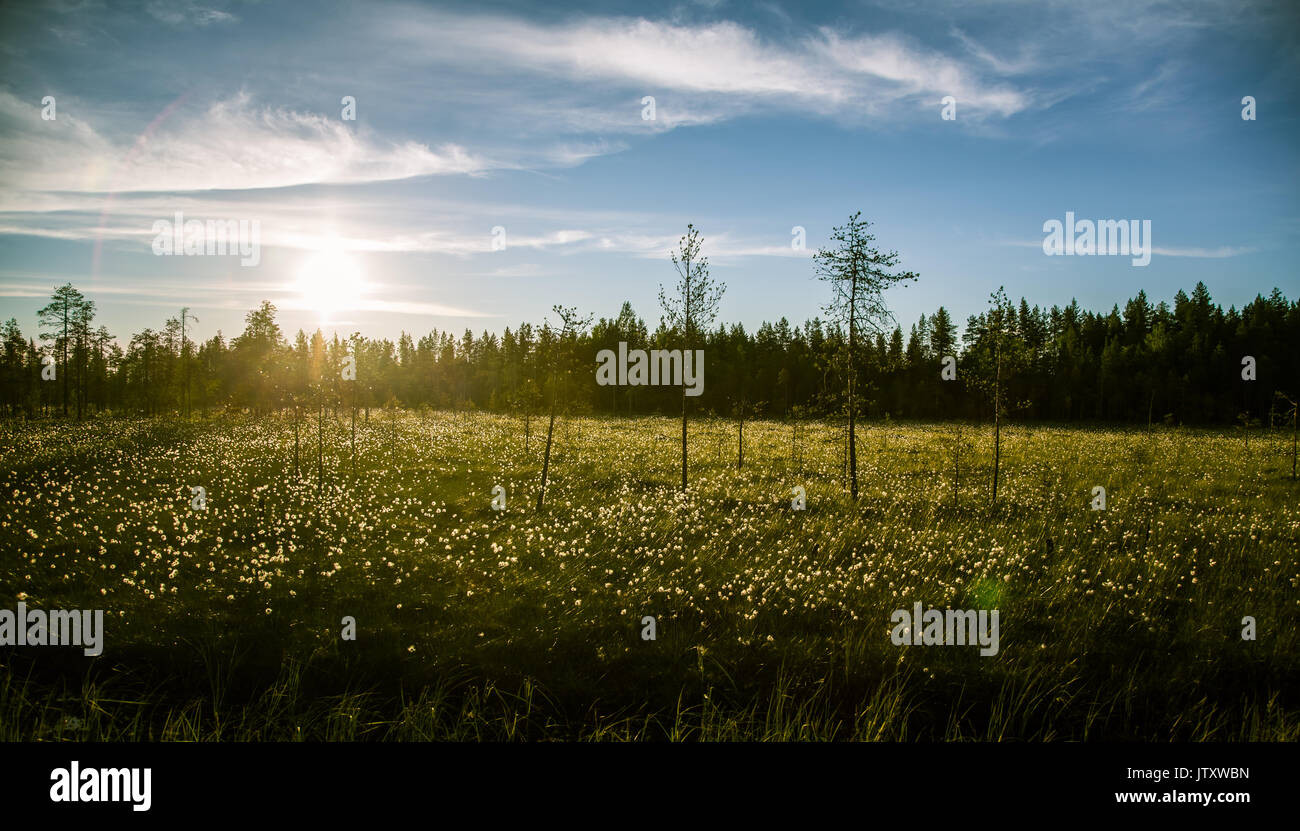 A beautiful bog landscape with cottongrass in sunset with a sun flare ...