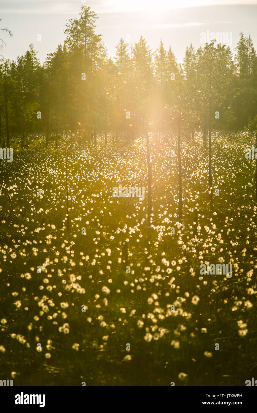 A beautiful bog landscape with cottongrass in sunset with a sun flare ...