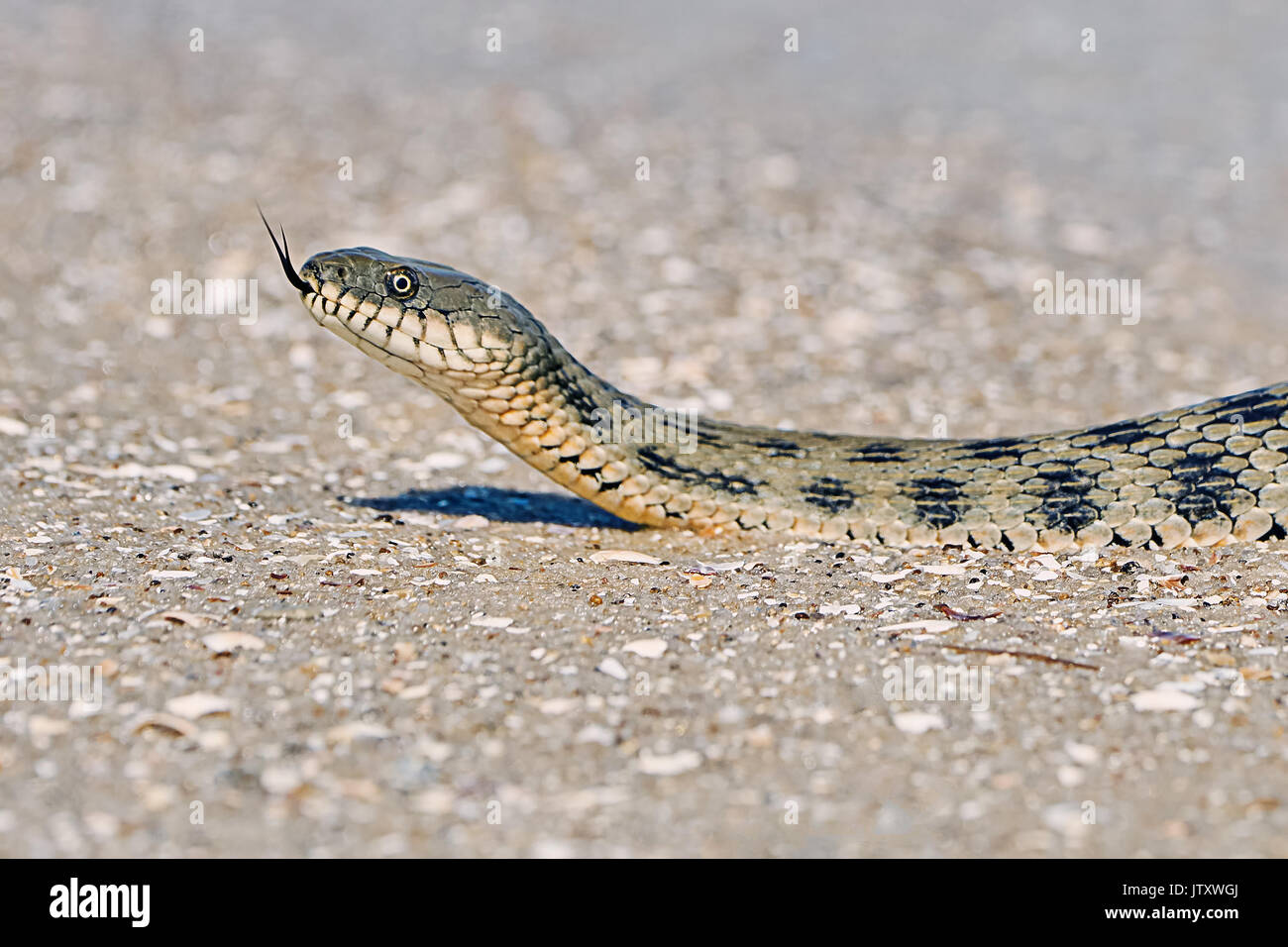 Water snake on the Bay summer day Stock Photo - Alamy