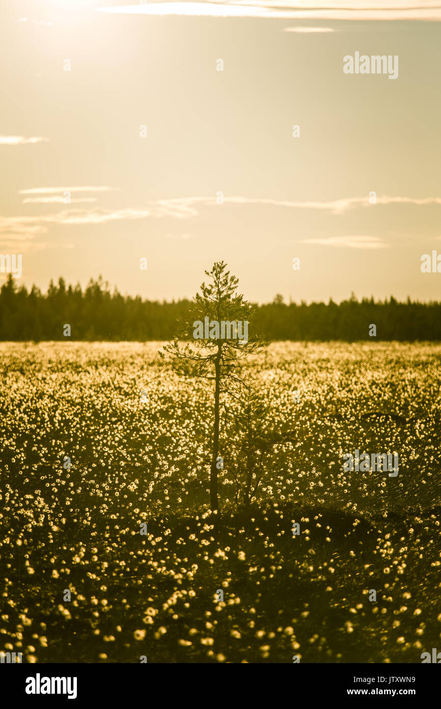 A beautiful bog landscape with cottongrass in sunset with a sun flare ...
