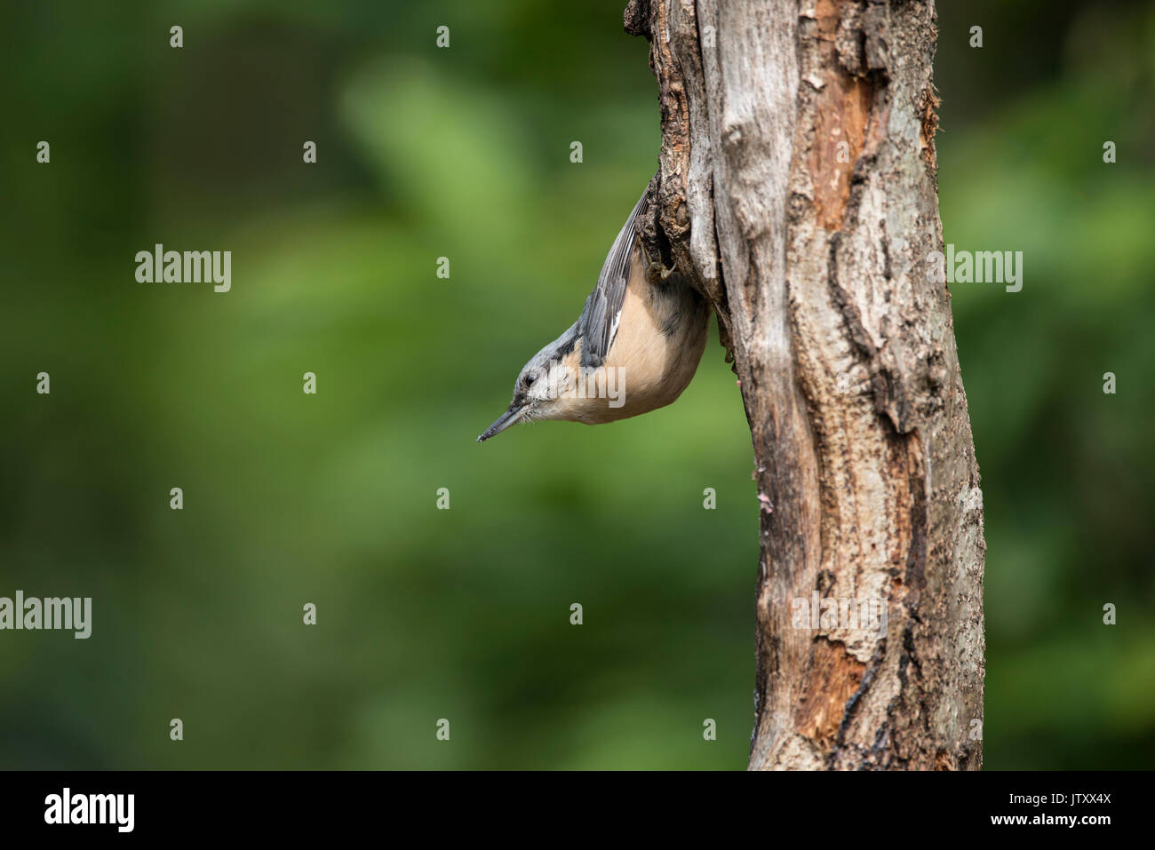 Beautiful Nuthatch bird Sitta Sittidae on tree stump in woodland ...