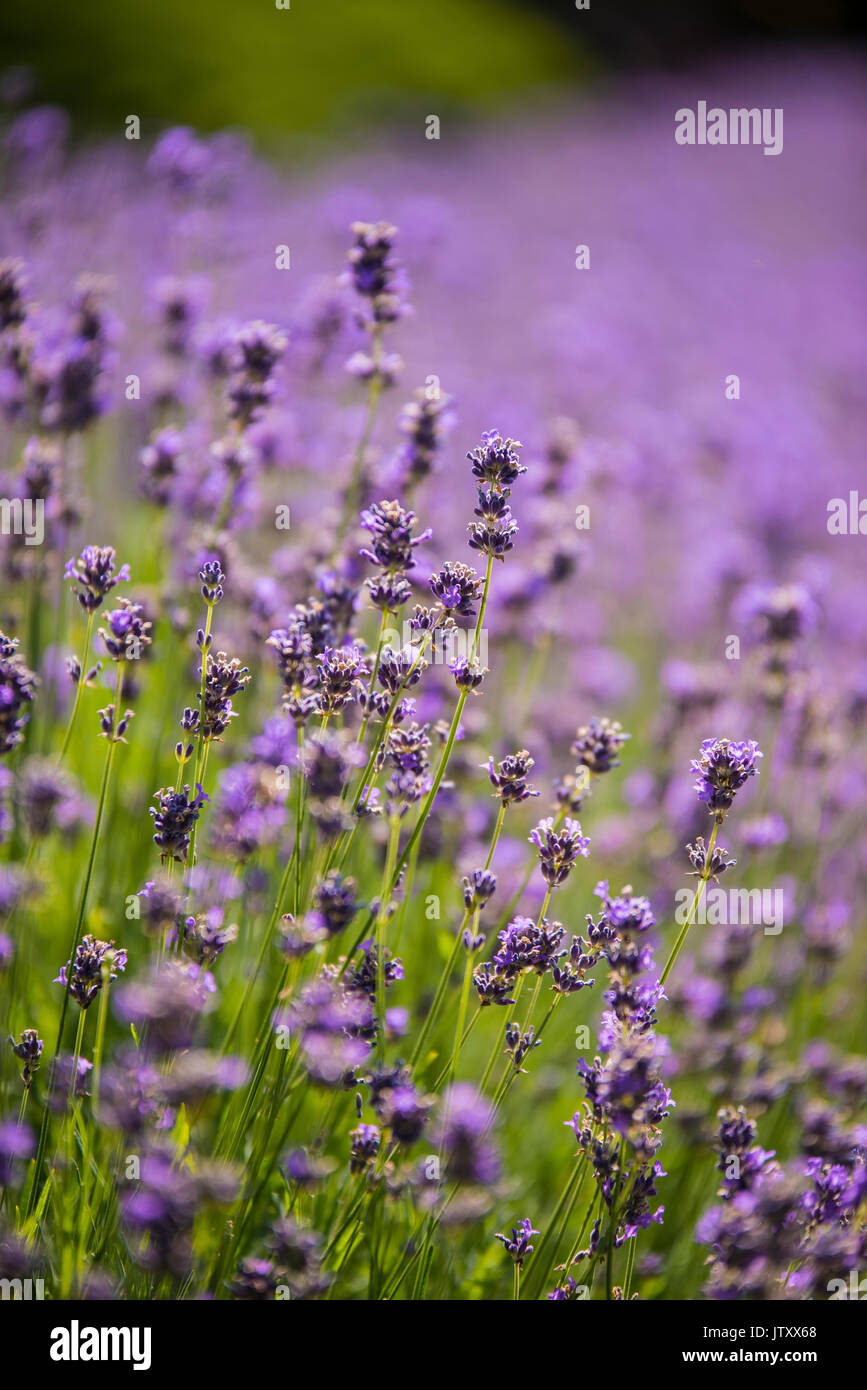 Close up detail of lavender field in Summer Stock Photo - Alamy