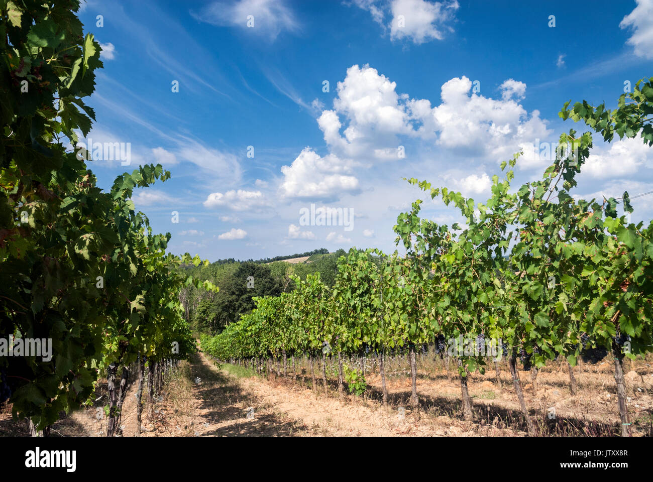 Grape field hi-res stock photography and images - Alamy