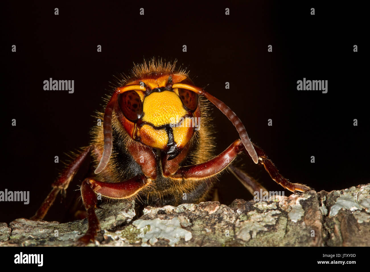 Back view hornet hi-res stock photography and images - Alamy